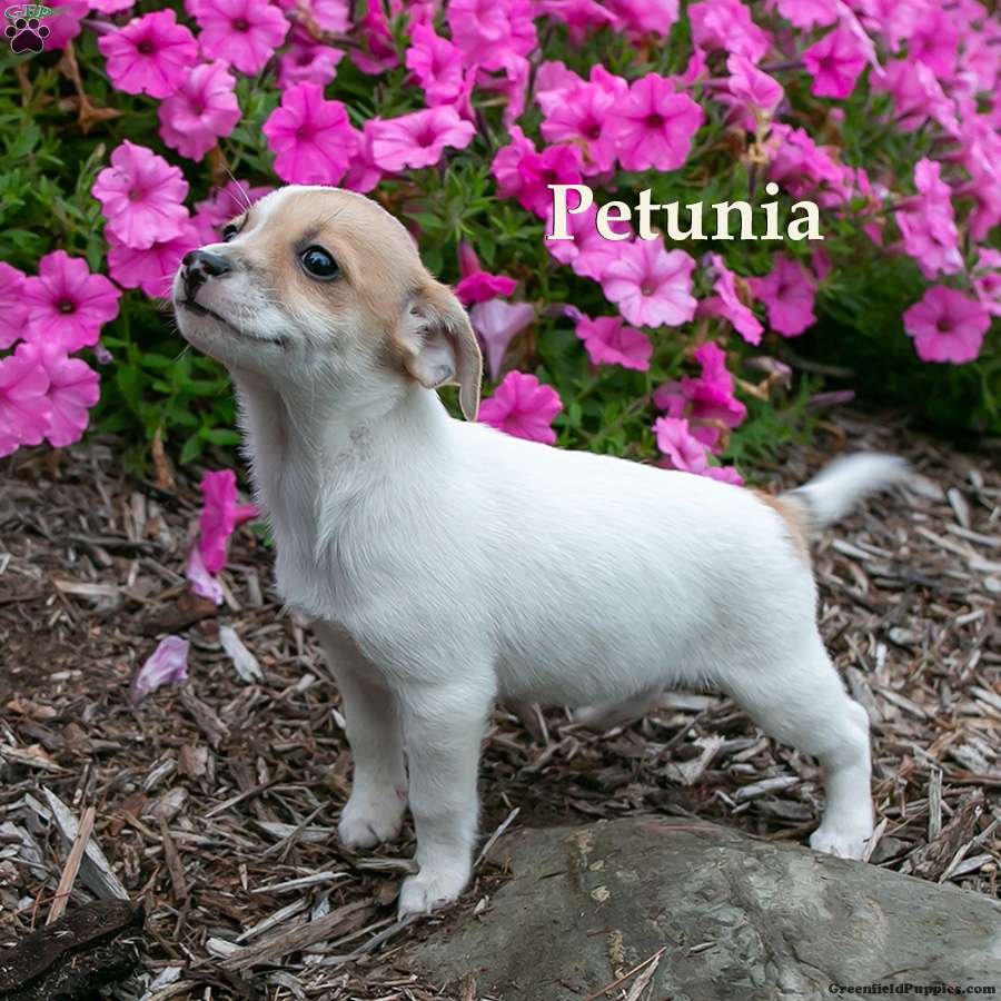 Petunia - Jack-A-Ranian Puppy For Sale in New York
