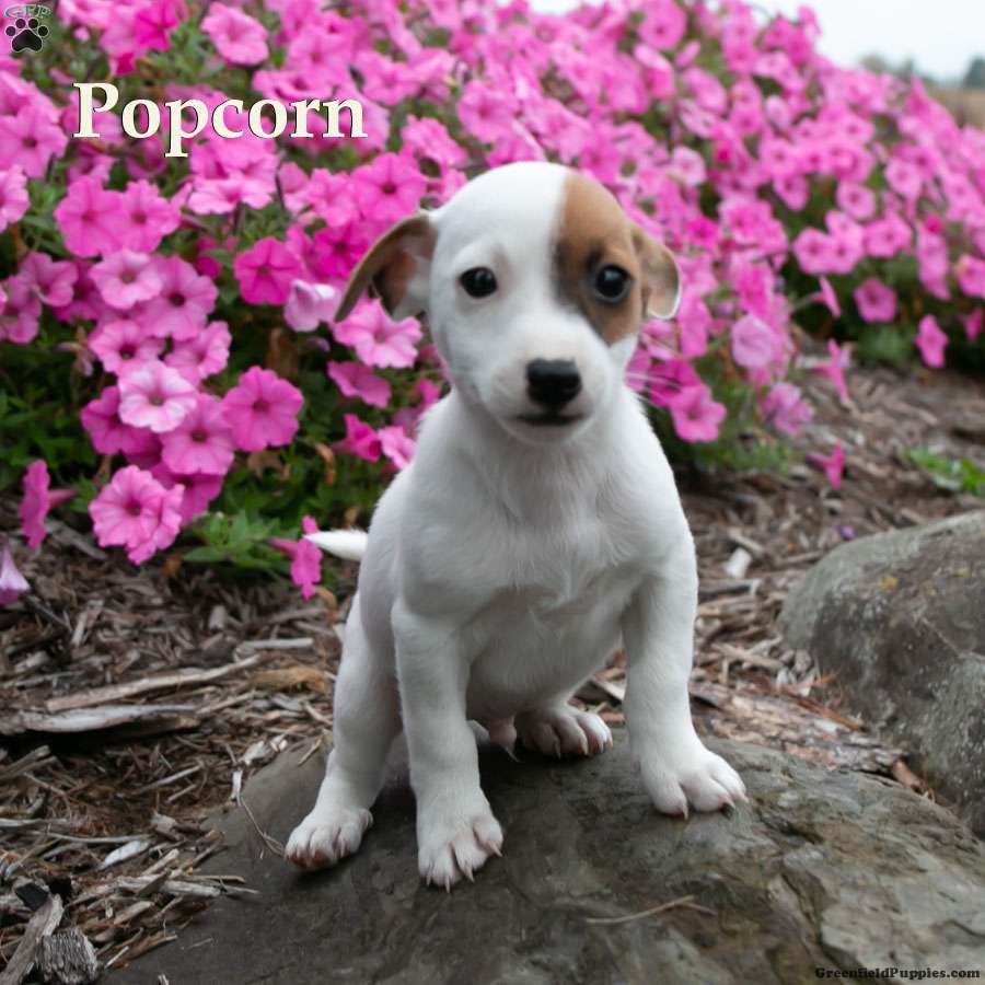 Popcorn - Jack-A-Ranian Puppy For Sale in New York