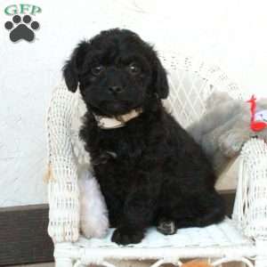 Yorkie Poo Puppies For Sale - Greenfield Puppies