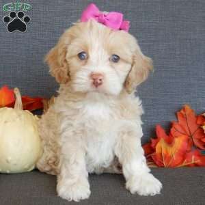 Cockapoo Puppies for Sale - Greenfield Puppies