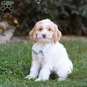 Cockapoo Puppies for Sale - Greenfield Puppies