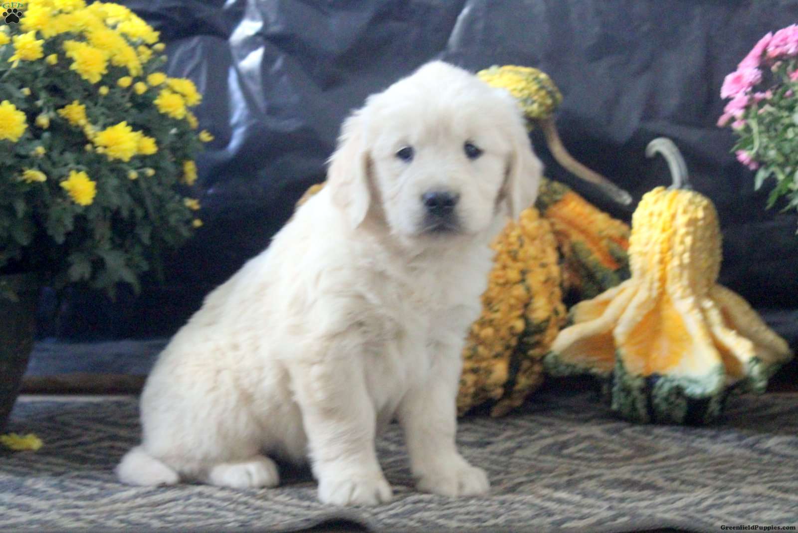 Renee - English Cream Golden Retriever Puppy For Sale in Pennsylvania
