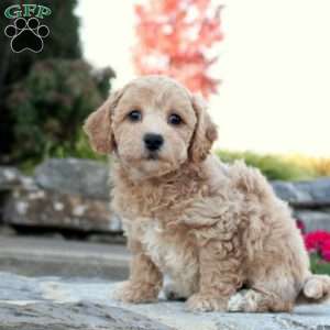 Bich-poo Puppies For Sale - Greenfield Puppies