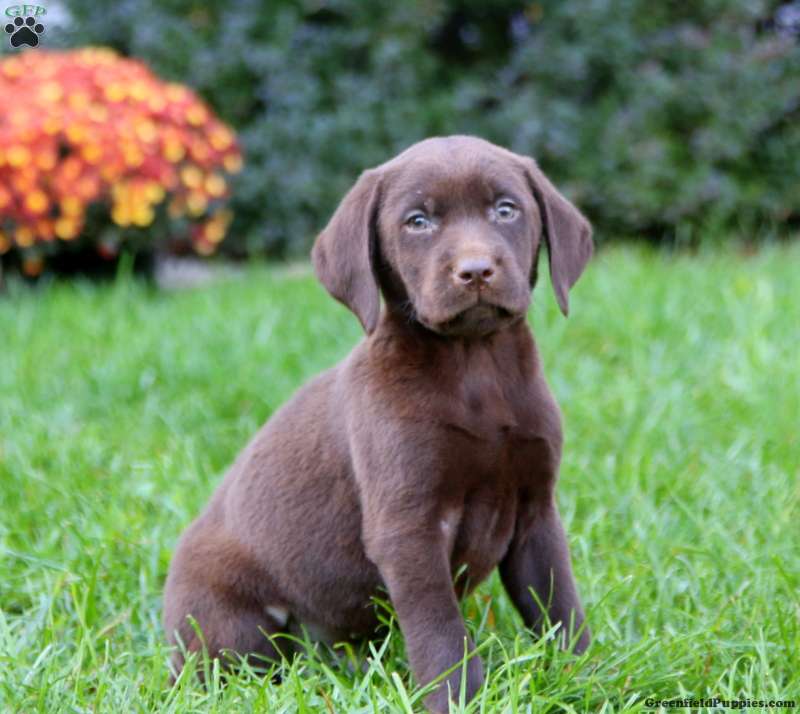 Scout - Chocolate Labrador Retriever Puppy For Sale in Pennsylvania