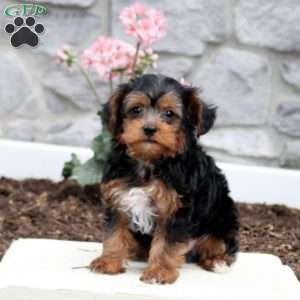 Yorkie Poo Puppies For Sale - Greenfield Puppies