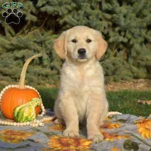 Golden Retriever Puppies For Sale - Greenfield Puppies