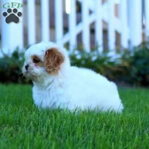 Shih Tzu Puppies For Sale - Greenfield Puppies