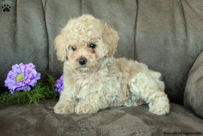 Sweetie - Toy Poodle Puppy For Sale in Pennsylvania