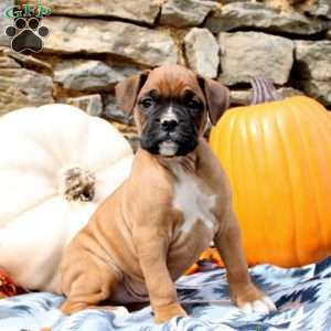 Boxer Puppies For Sale - Greenfield Puppies