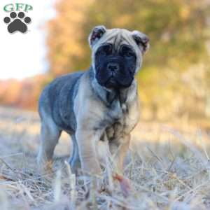Cane Corso Puppies For Sale - Greenfield Puppies