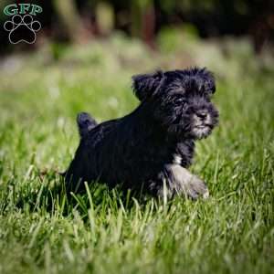 Miniature Schnauzer Puppies for Sale - Greenfield Puppies