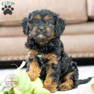 New Arrivals | See New Puppies | Greenfield Puppies