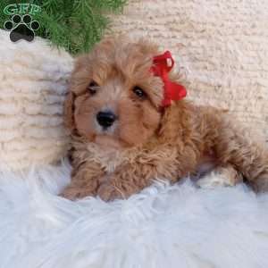 Matt Shetler - Greenfield Puppies