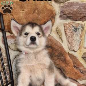 Alaskan Malamute Puppies For Sale - Greenfield Puppies