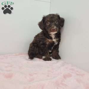 Jack-A-Poo Puppies For Sale - Greenfield Puppies