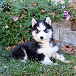 Siberian Husky Puppies For Sale - Greenfield Puppies