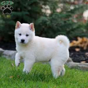 Shiba Inu Puppies For Sale | Greenfield Puppies