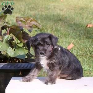 Jack-A-Poo Puppies For Sale - Greenfield Puppies