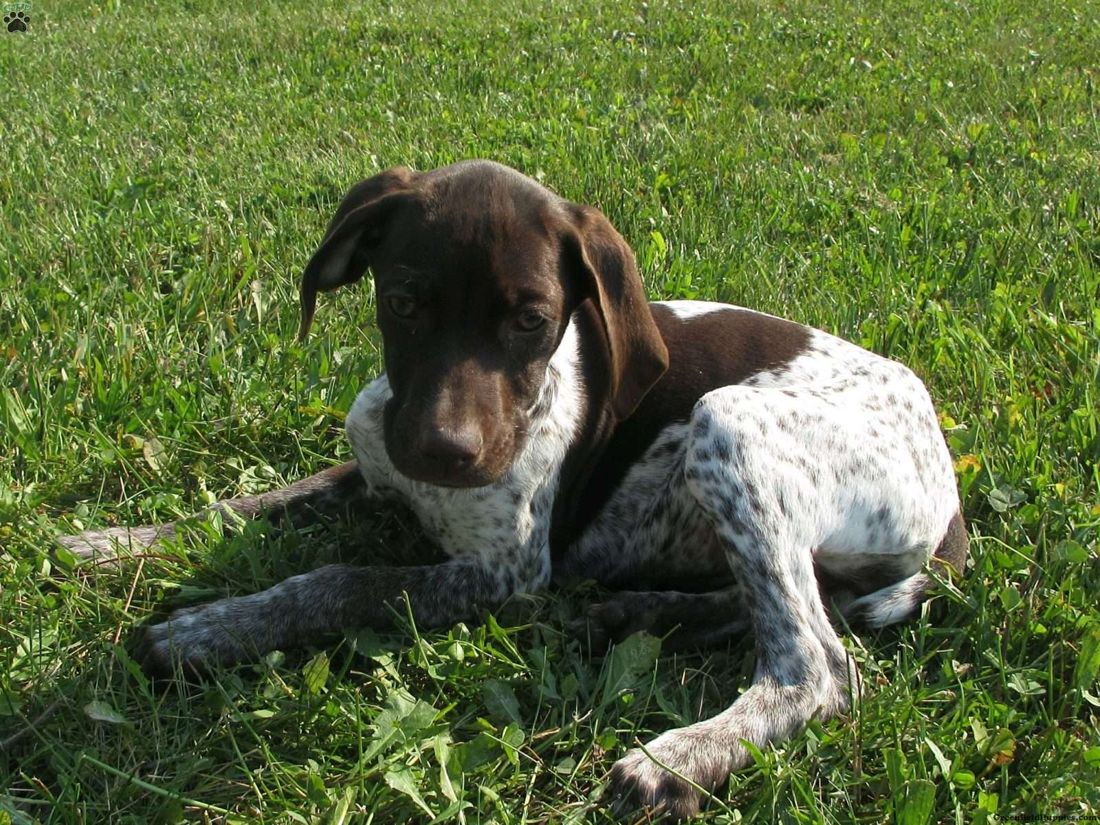 Brittany - German Shorthaired Pointer Puppy For Sale in Pennsylvania