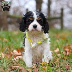 Cavalier King Charles Spaniel Puppies for Sale