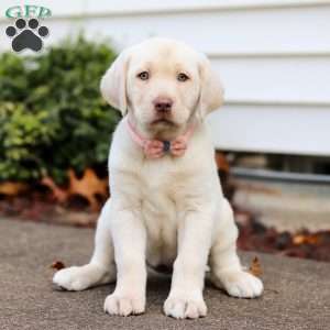 Yellow Labrador Retriever Puppies For Sale - Greenfield Puppies