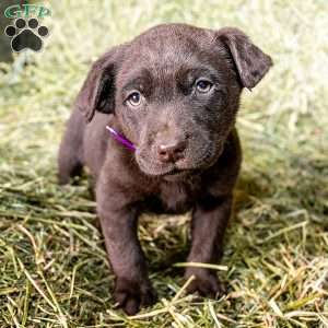 Chocolate Labrador Retriever Puppies for Sale - Greenfield Puppies