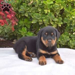 Rottweiler Puppies For Sale - Greenfield Puppies