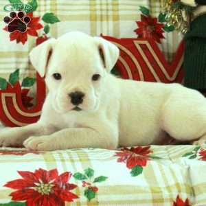Boxer Puppies For Sale - Greenfield Puppies