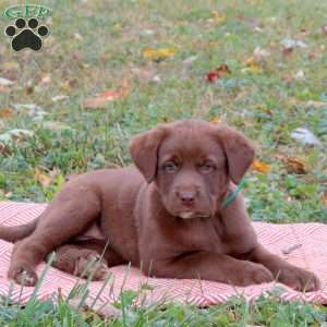 Labrador Mix Puppies For Sale | Greenfield Puppies