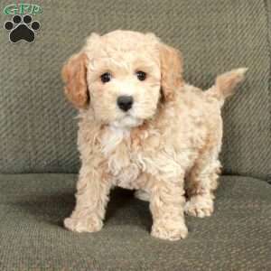 Bich-poo Puppies For Sale - Greenfield Puppies