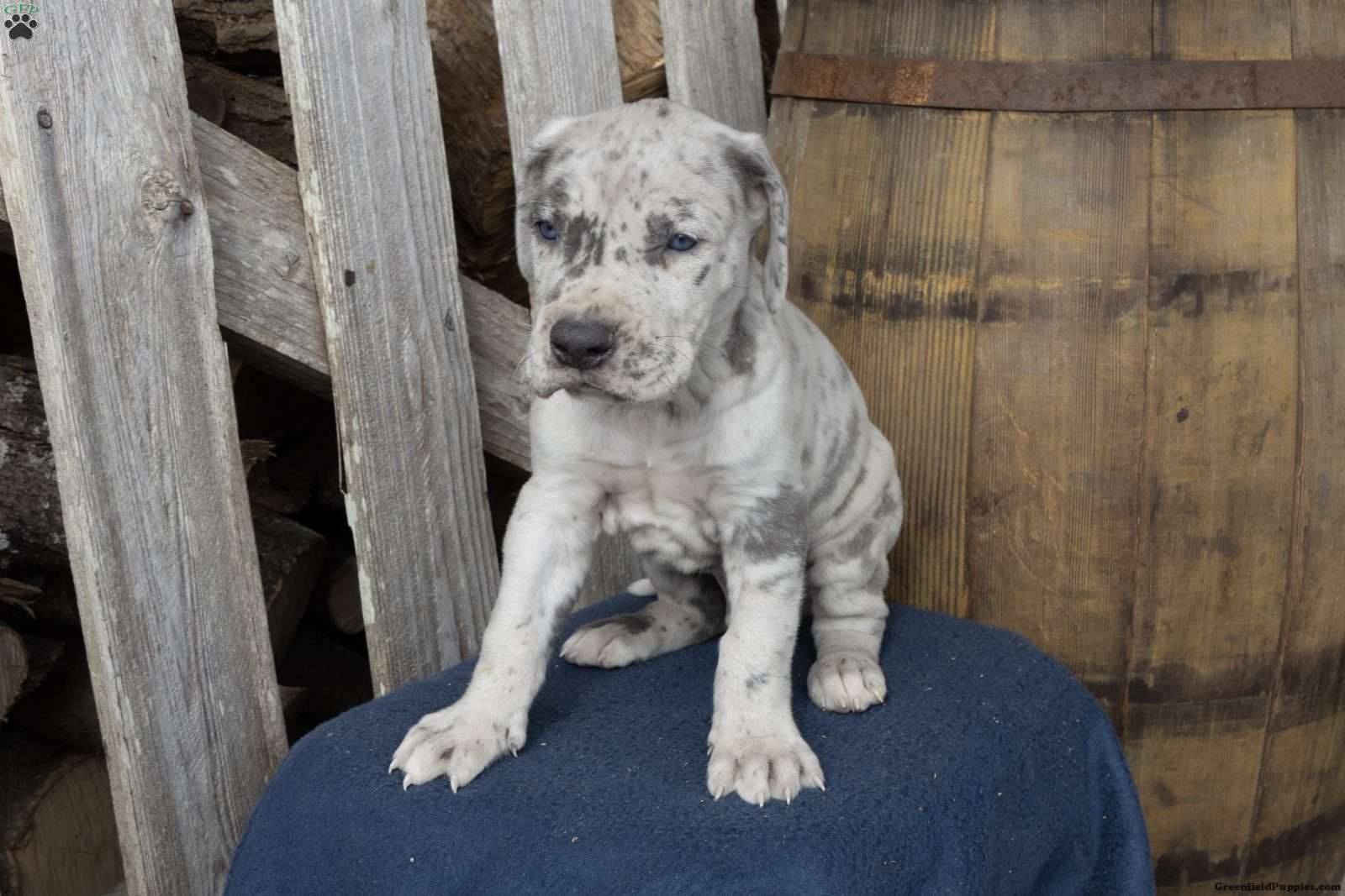 Happy - Great Dane Puppy For Sale in Indiana