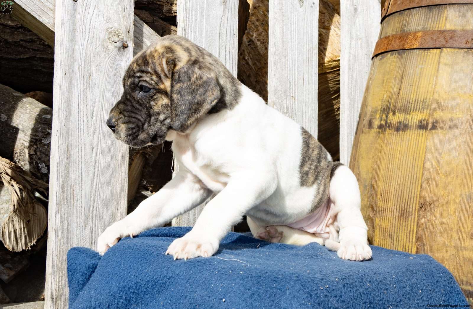 Harriet - Great Dane Puppy For Sale in Indiana