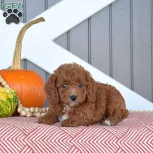 Cavapoo Puppies For Sale - Greenfield Puppies