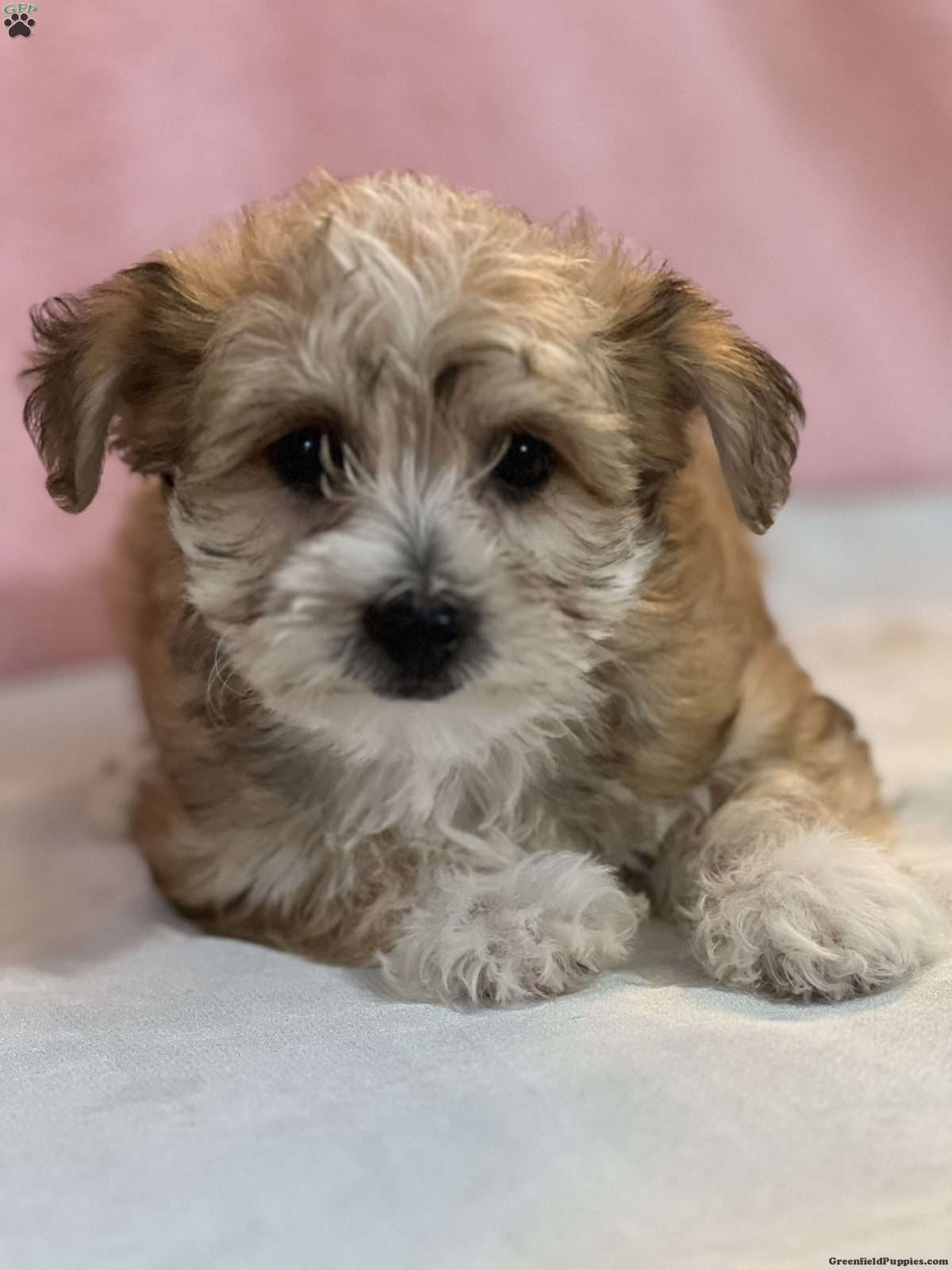Shine - Yorkie-Chon Puppy For Sale in New York