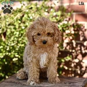 Cockapoo Puppies for Sale - Greenfield Puppies