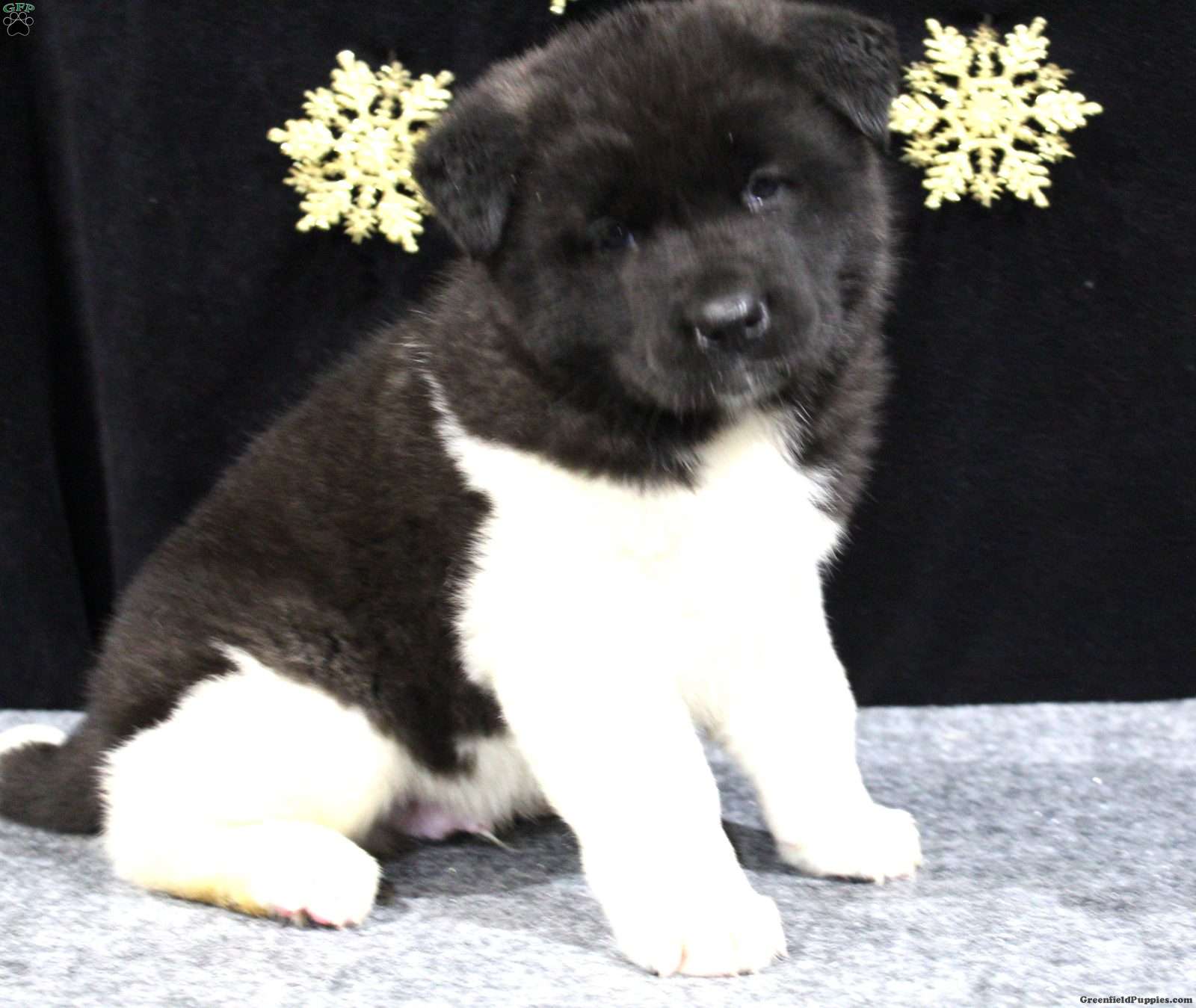 Cooper - Akita Puppy For Sale in Ohio