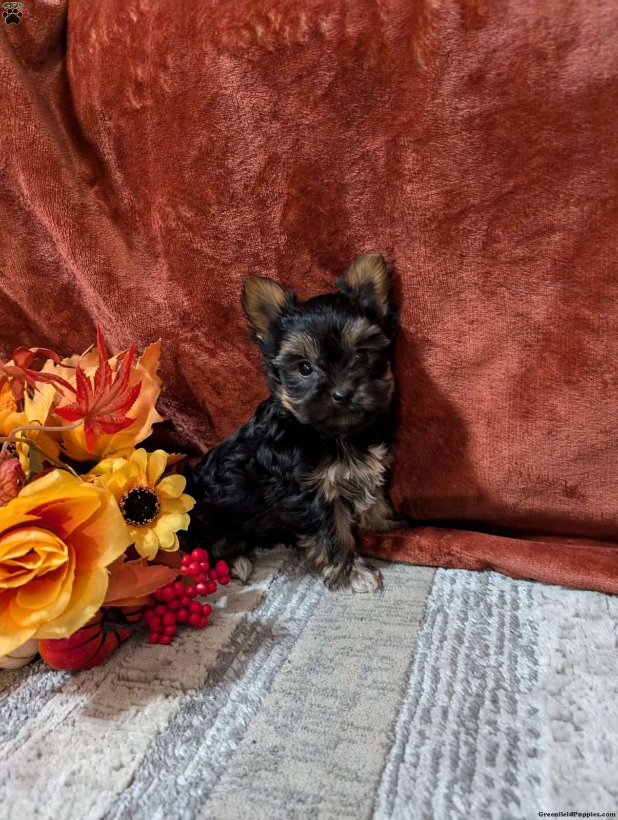 Jewel - Yorkie Puppy For Sale in Pennsylvania
