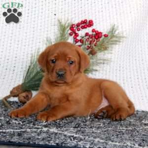 Fox Red Labrador Retriever Puppies for Sale - Greenfield Puppies