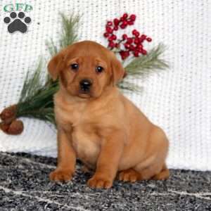 Fox Red Labrador Retriever Puppies for Sale - Greenfield Puppies