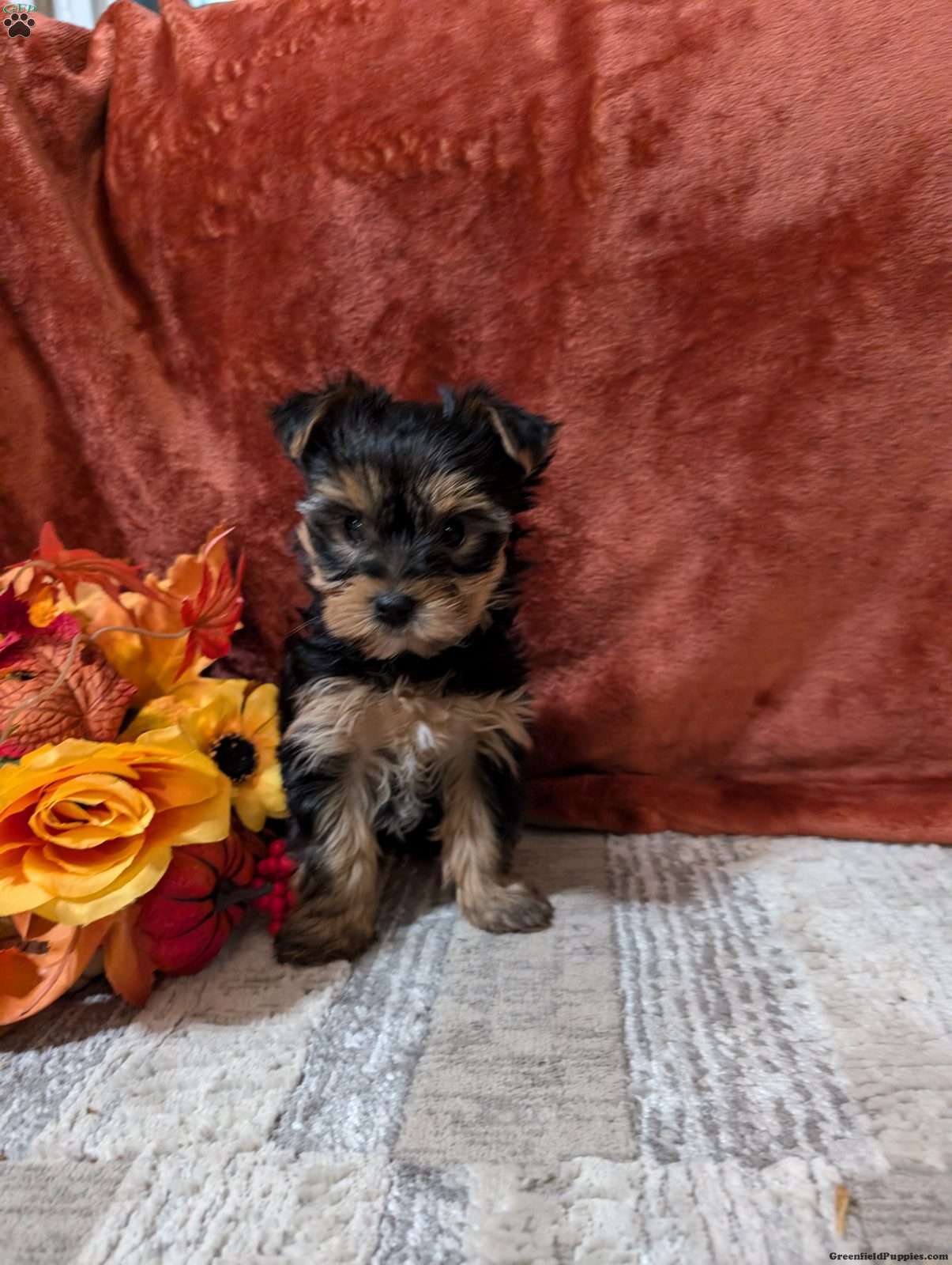 Josie - Yorkie Puppy For Sale in Pennsylvania