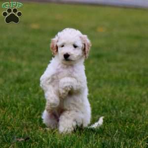 Cockapoo Puppies for Sale - Greenfield Puppies