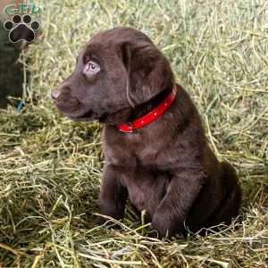 Chocolate Labrador Retriever Puppies for Sale - Greenfield Puppies