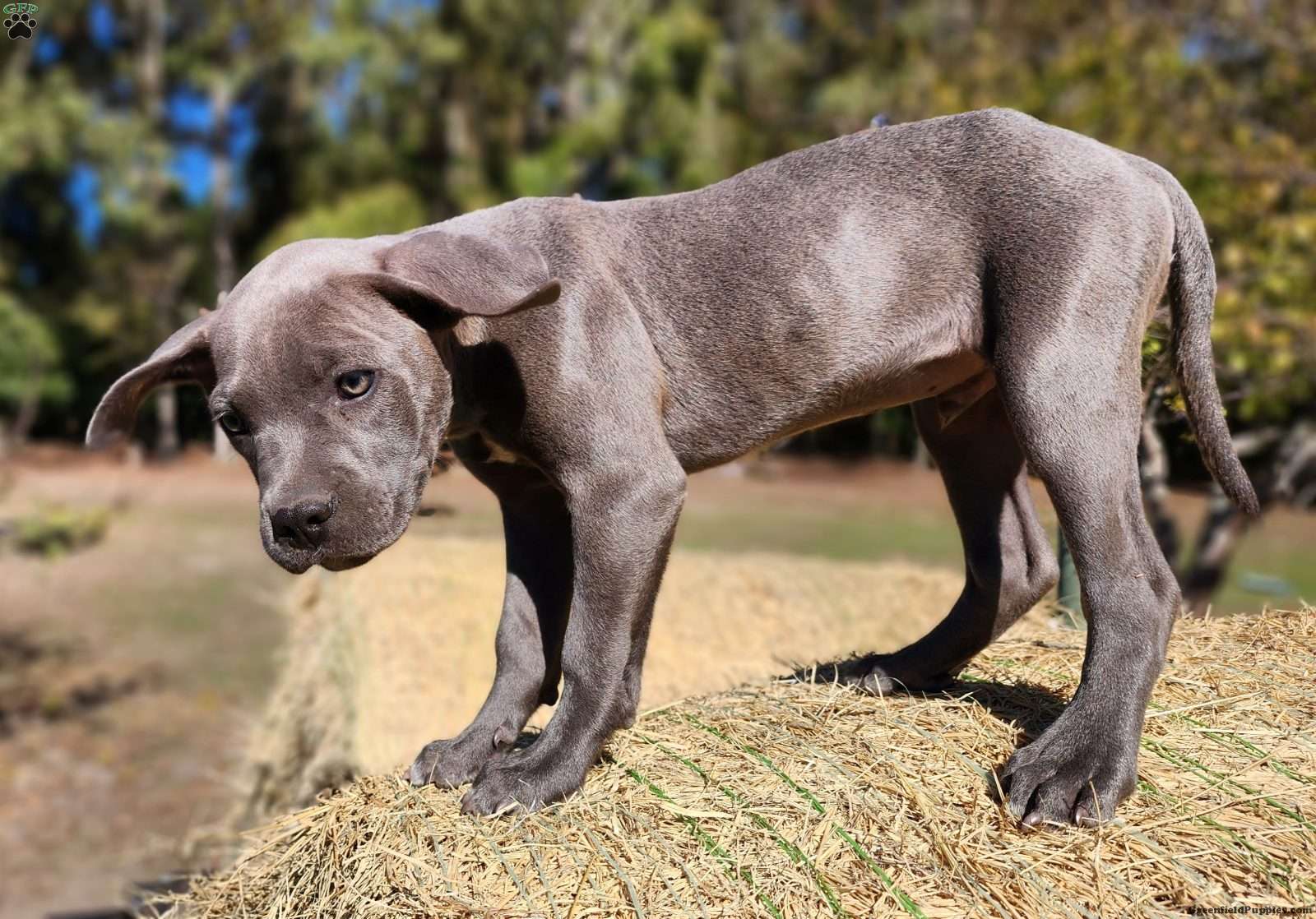 Melvin - Cane Corso Mix Puppy For Sale in South Carolina