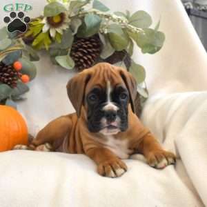 Boxer Puppies For Sale - Greenfield Puppies