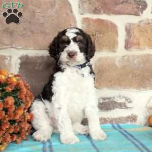 Springerdoodle Puppies for Sale | Greenfield Puppies