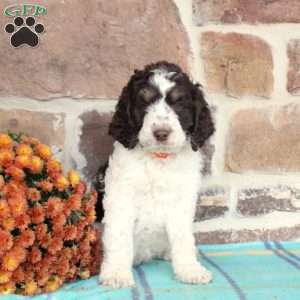 Springerdoodle Puppies for Sale | Greenfield Puppies