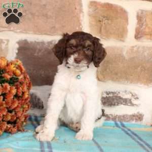 Springerdoodle Puppies for Sale | Greenfield Puppies