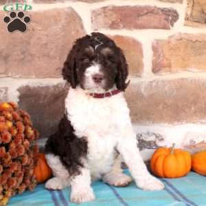 Springerdoodle Puppies for Sale | Greenfield Puppies
