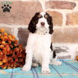 Springerdoodle Puppies for Sale | Greenfield Puppies
