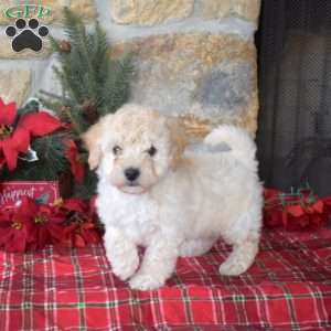 Bich-poo Puppies For Sale - Greenfield Puppies